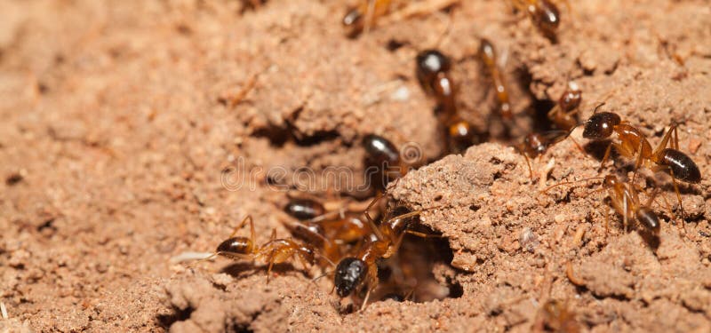 Ant teamwork stock image. Image of life, insect, animal - 55148205