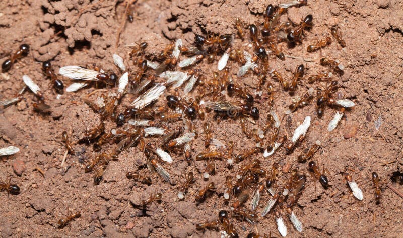 Unity Winged Globe Stock Photos - Free & Royalty-Free Stock Photos from ...