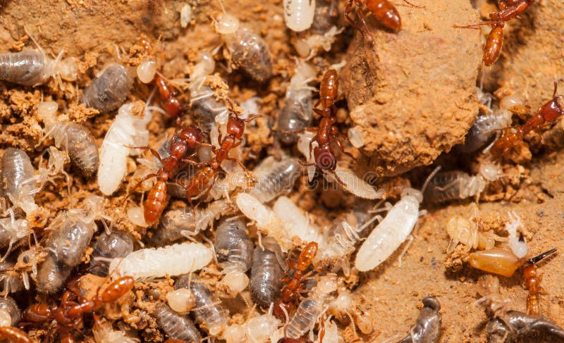 Ant teamwork stock image. Image of life, wildlife, close - 61411305