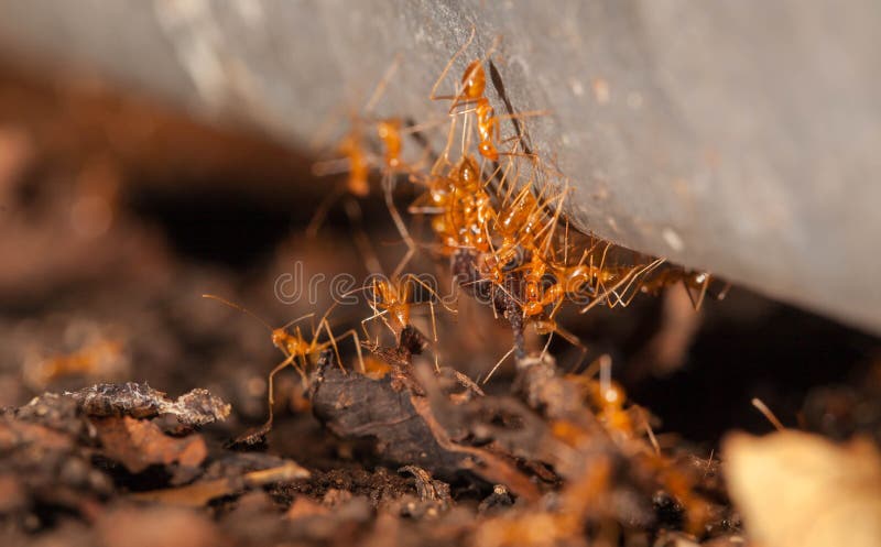 Ant Teamwork To Carry Their Victim Stock Photo - Image of worm ...