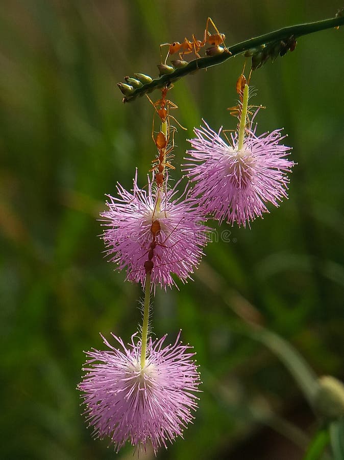 Ant with Three Pink Flower Formation Stock Image - Image of pink ...