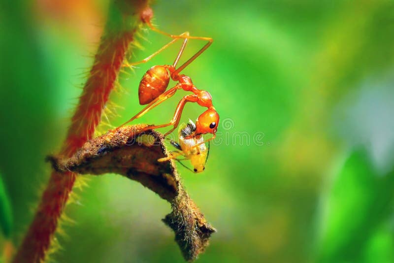 Ant To Move Their Food on a Branch Stock Photo - Image of green, team ...