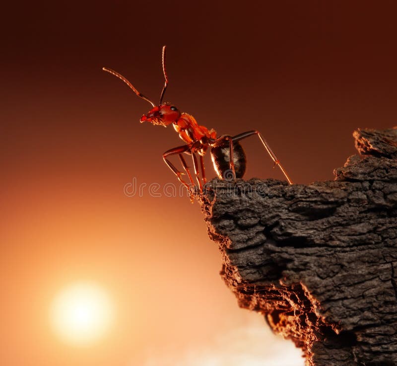 Ant on Top of Rock, Mountain Peak, Concept Stock Image - Image of ...