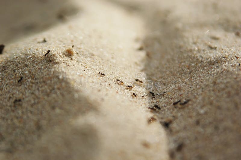 Ant trail stock image. Image of path, insects, animals - 26657469