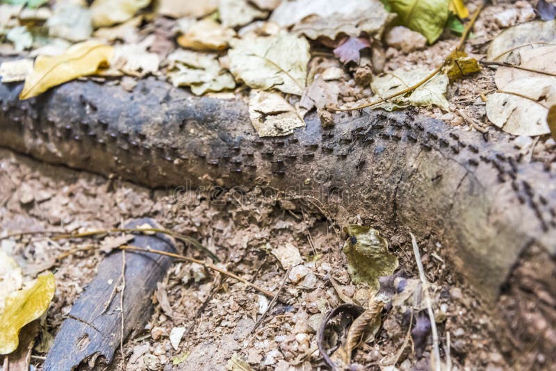 Ant trail stock photo. Image of asia, column, trunk, jungle - 85890662