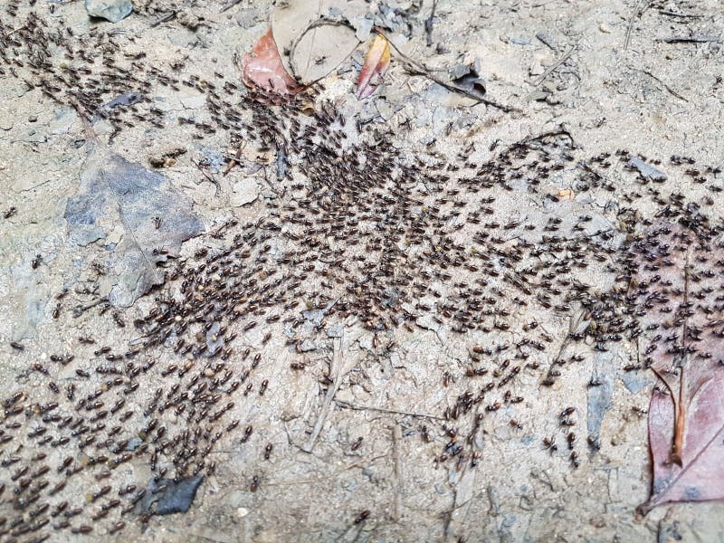 722 Ant Trail Stock Photos - Free & Royalty-Free Stock Photos from ...