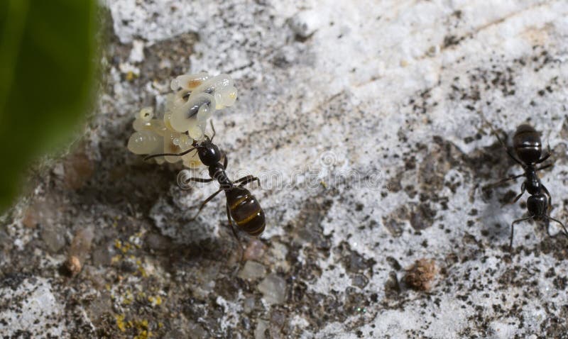 Ant transporting eggs stock photo. Image of green, pupa - 31578278