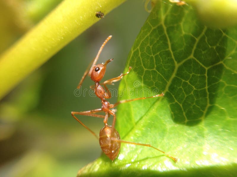 Ant stock image. Image of animal, leaf, tree, ants - 55050097