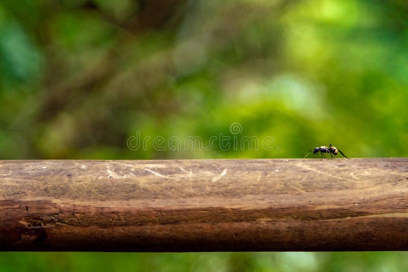 Ant on a Tree Branch in the Forest Stock Image - Image of ants, insect ...