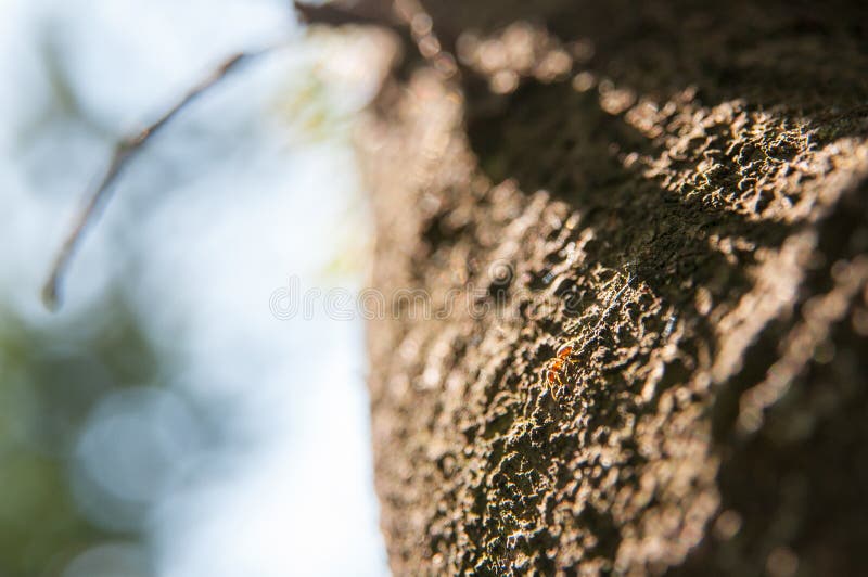 Ant on tree stock image. Image of gatherer, close, climb - 59243081