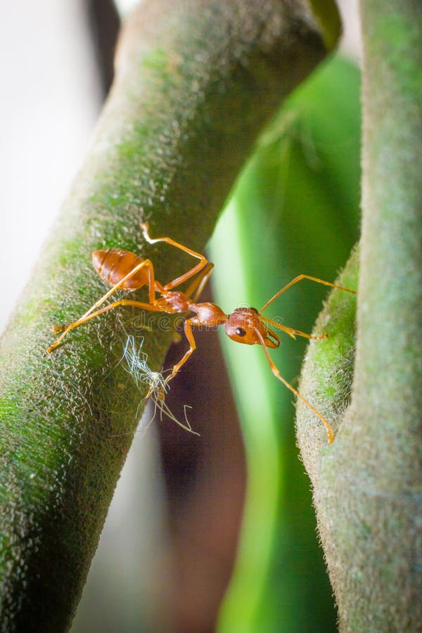 Ant stock photo. Image of wildlife, nature, camponotus - 64147564