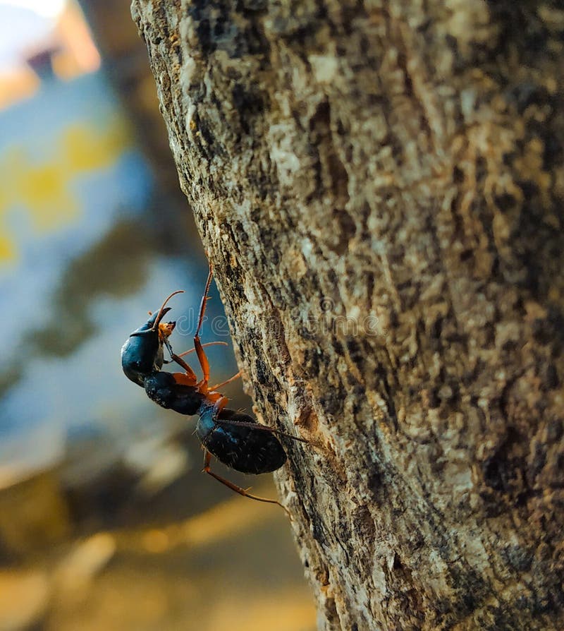 Ant in Tree stock photo. Image of nature, tree, naturephotography ...