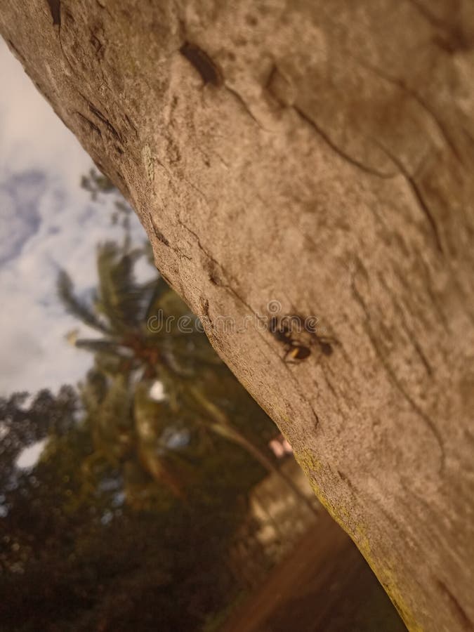 Ant on a tree stock photo. Image of coconut, nature - 162427896