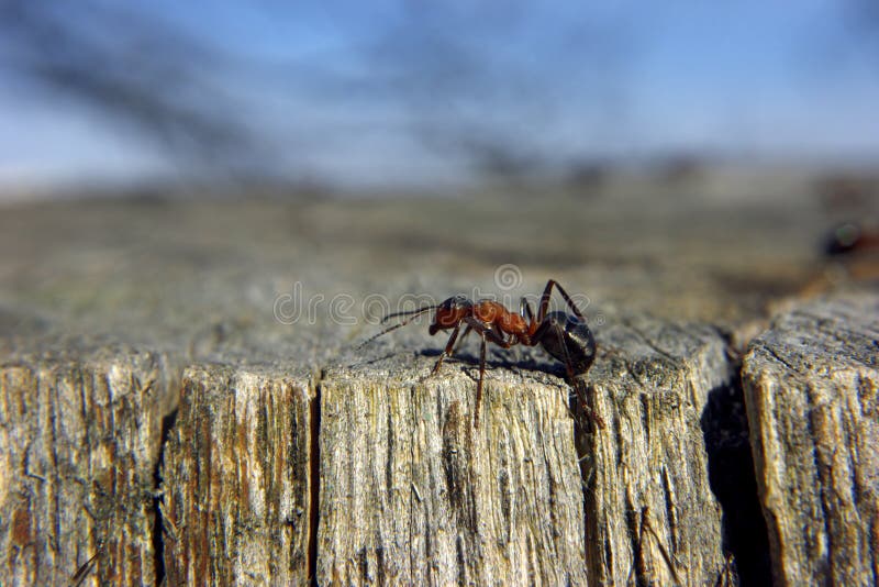 Ant on the tree by side stock photo. Image of brown, work - 84586508