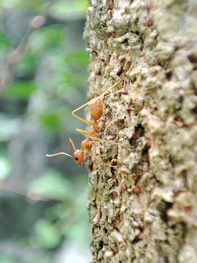 378 Ant Side View Photos - Free & Royalty-Free Stock Photos from Dreamstime