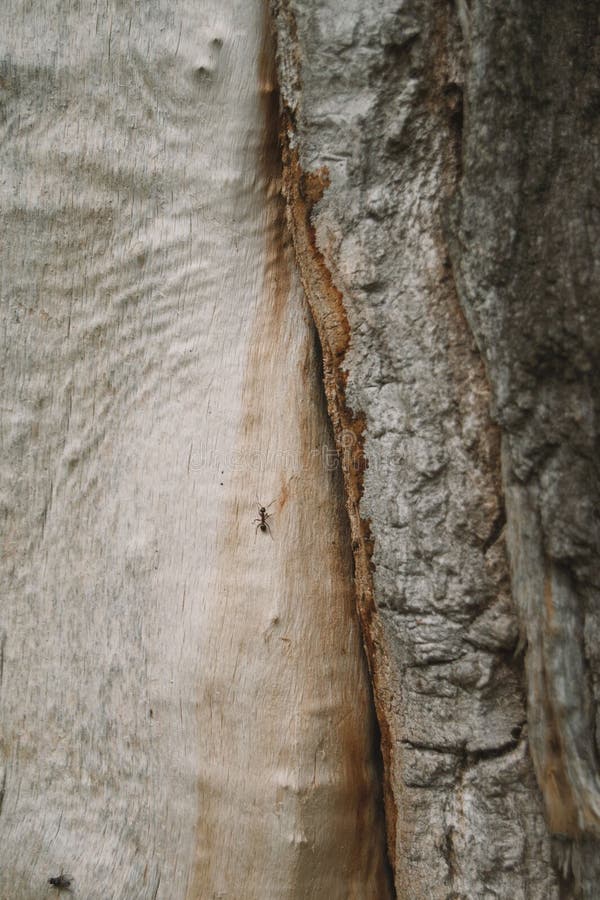 Ant Tree Trunk Smooth Bark Stock Photos - Free & Royalty-Free Stock ...