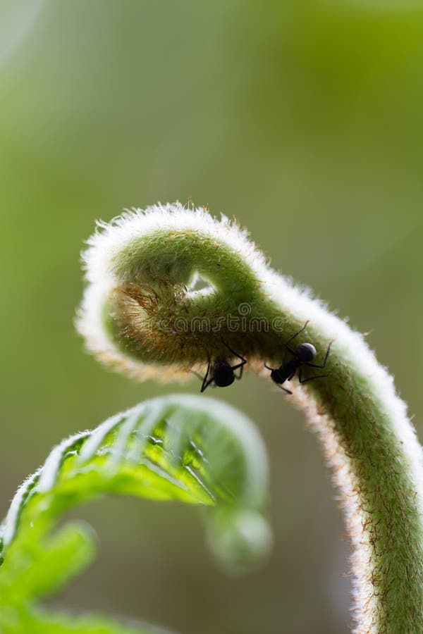 Ant on treetop of fern stock photo. Image of leaf, bright - 59241136