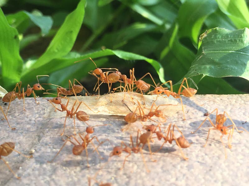 Ant work stock image. Image of green, work, nature, tricky - 143329691