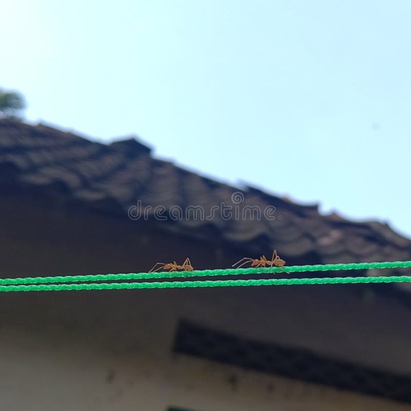 Ant stock photo. Image of rope, walking, ants - 274159018