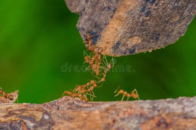 Ant stock photo. Image of house, outdoor, side, unity - 56393888