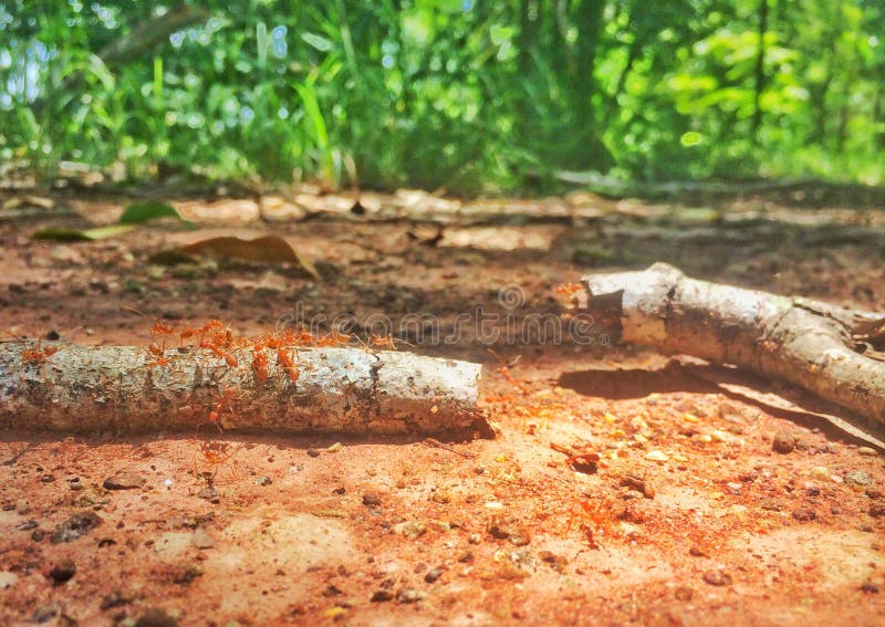 Ant unity in forest stock photo. Image of forest, redant - 97295086