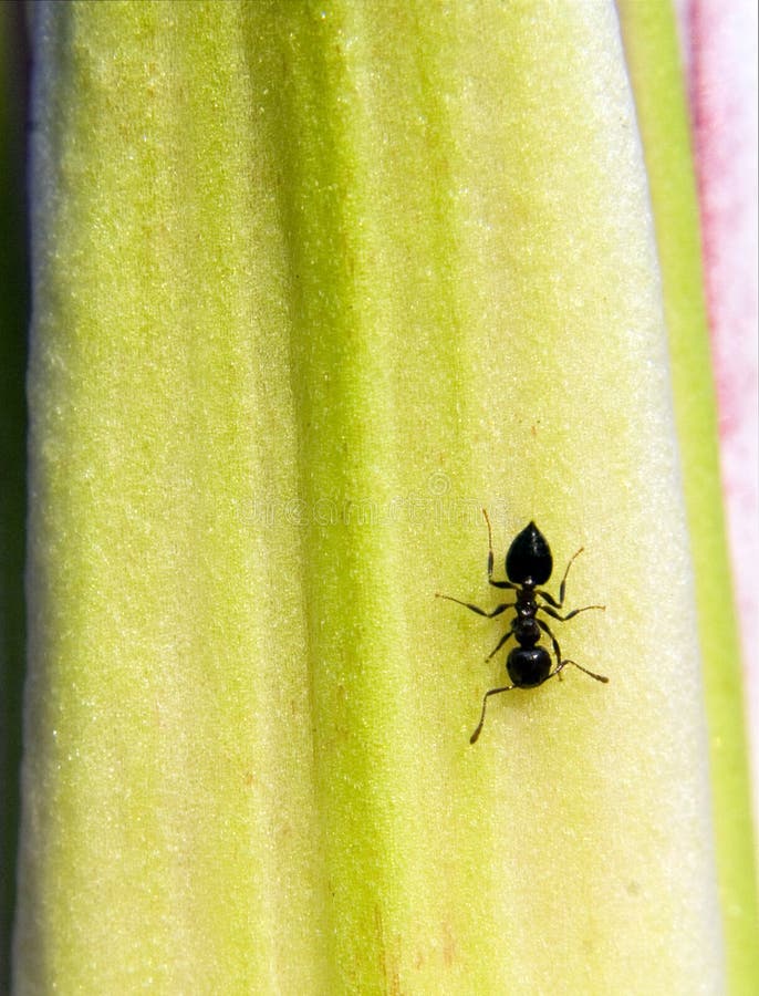 Ant Up Close Picture. Image: 5696005