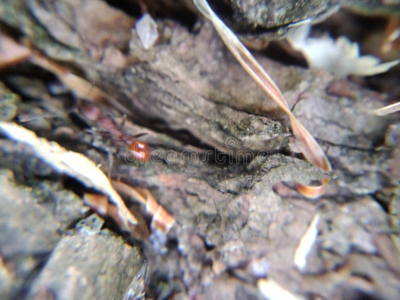 An ant up close on a log stock photo. Image of close - 258267096