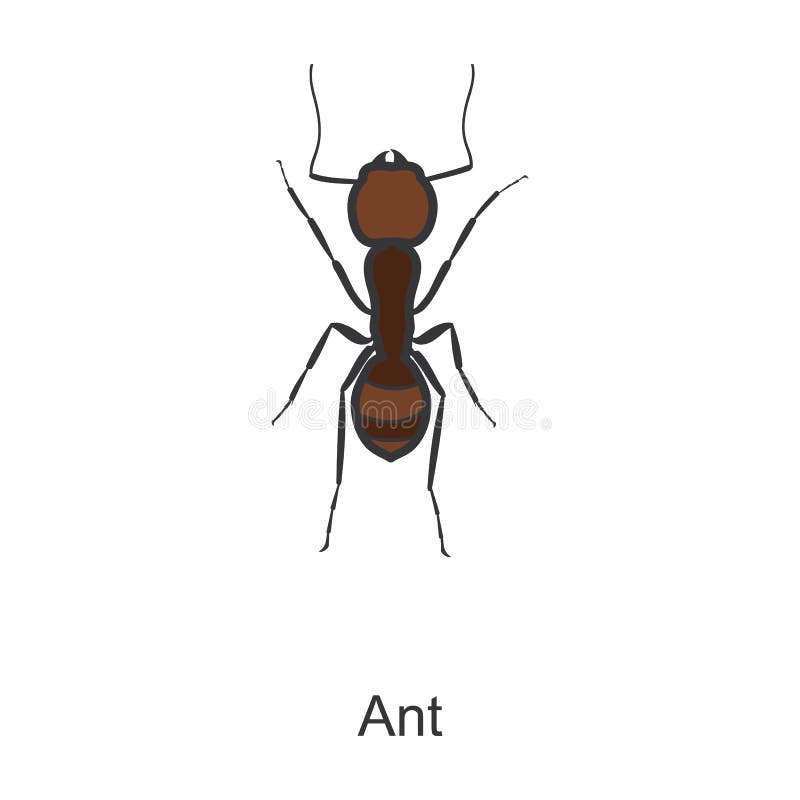 Insect Anatomy Ant Stock Illustrations – 80 Insect Anatomy Ant Stock ...