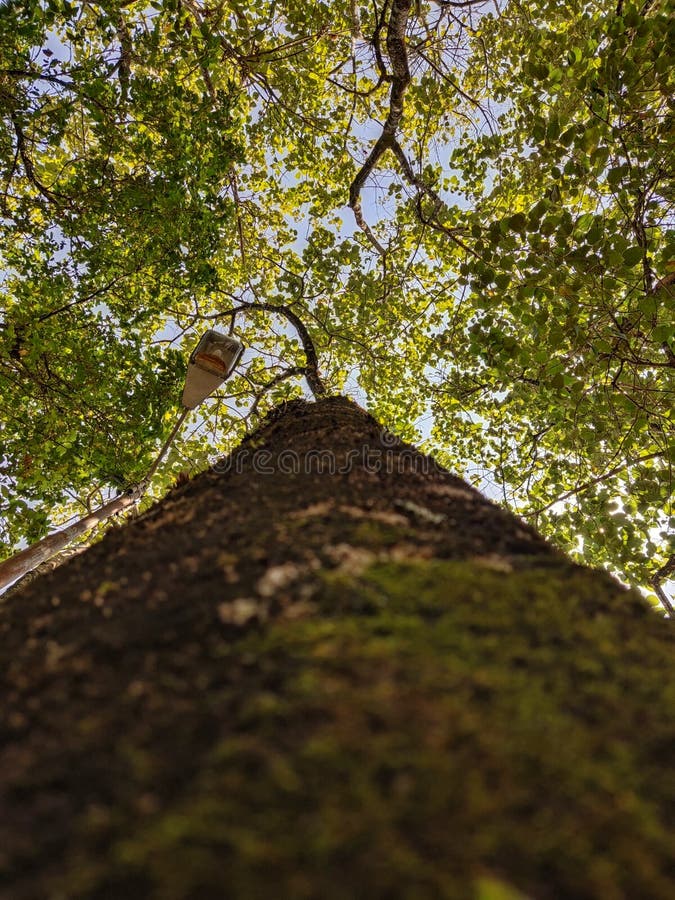 Ant View when Climbing a Tree in the Daytime Stock Image - Image of ...