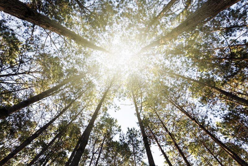 15,156 Look Up Tree Stock Photos - Free & Royalty-Free Stock Photos ...