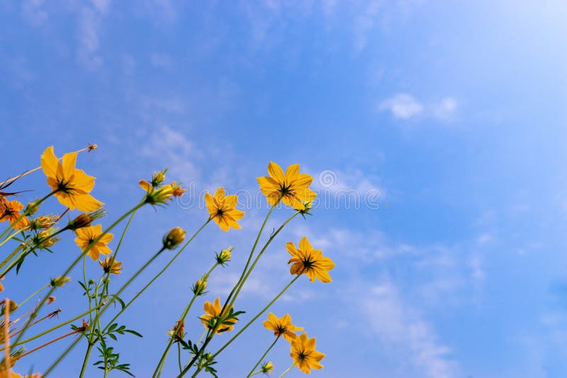 Ant View Starburst Flower Against Blue Sky Stock Photo - Image of ...