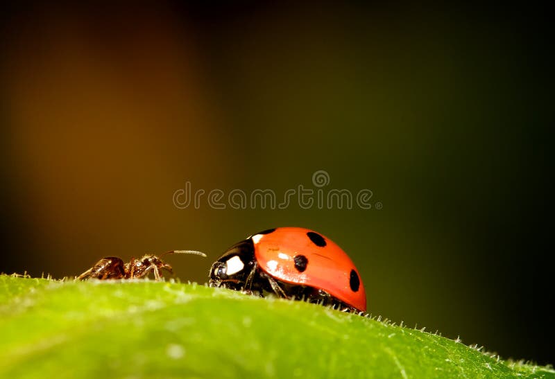 Ant Vs Ladybird Picture. Image: 15110435