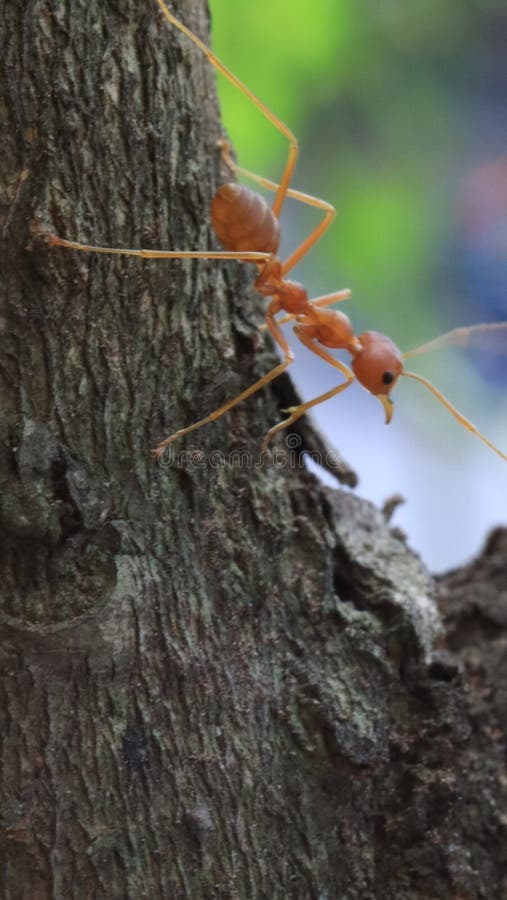 An Ant Waited for the Group on the Tree Stock Image - Image of waited ...