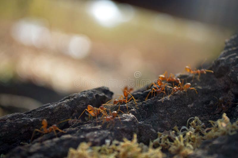 Ant walk stock photo. Image of life, wild, group, teamwork - 38357256