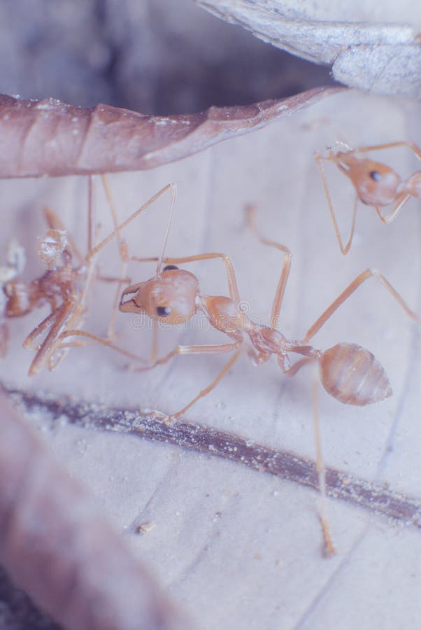 Ant Walk on the Leaf/ant Walk/ant Stock Image - Image of oriental ...