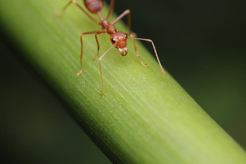 Ant walk on the twigs. stock image. Image of army, ants - 52819381