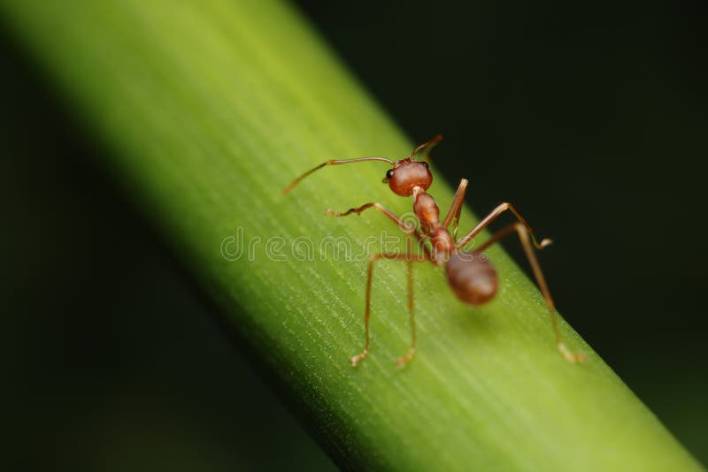 Ant walk on twigs. stock image. Image of leaf, walking - 52819509