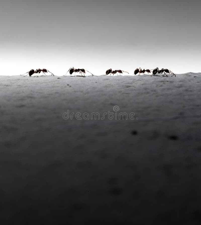 Ant walk on wall stock photo. Image of teamwork, working - 33188918