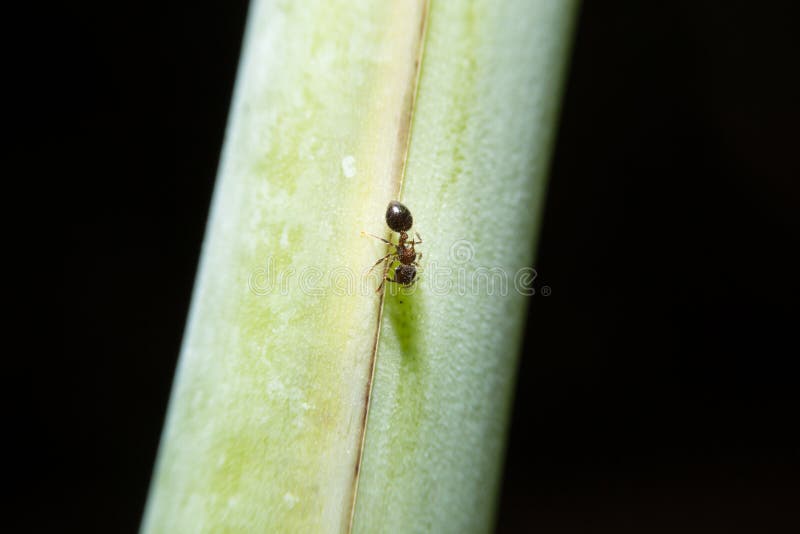 Ant Walking on Branch of Banana. Stock Photo - Image of wildlife ...
