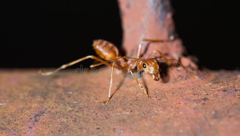 Ant stock photo. Image of metal, look, macro, rust, insect - 46232898
