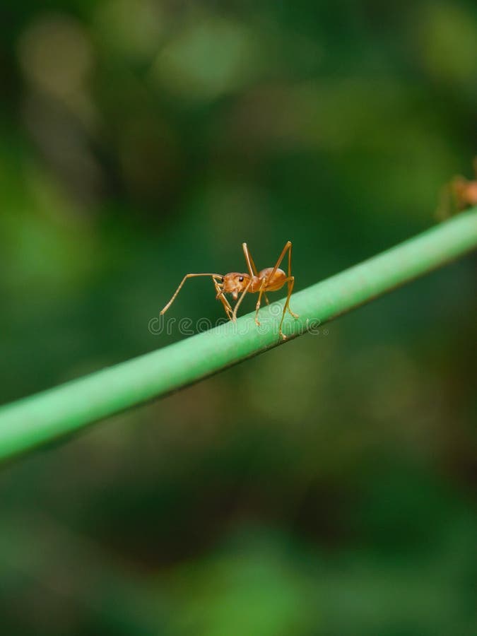 Ant stock photo. Image of macromode, insect, string - 114117260