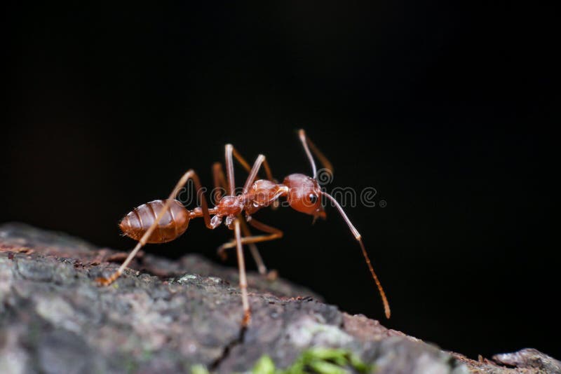 An Ant Walking on the Tree Branches Stock Image - Image of insect ...