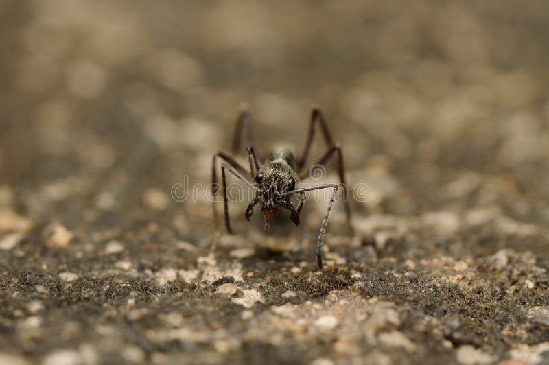 Front Facing Ant Stock Photos - Free & Royalty-Free Stock Photos from ...