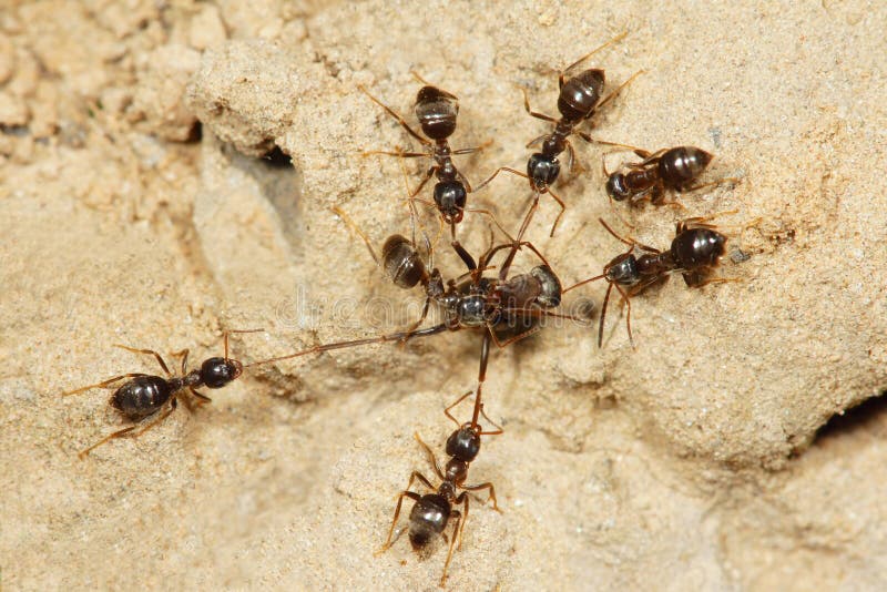 Ant war stock image. Image of warfare, seven, ants, capture - 41231289