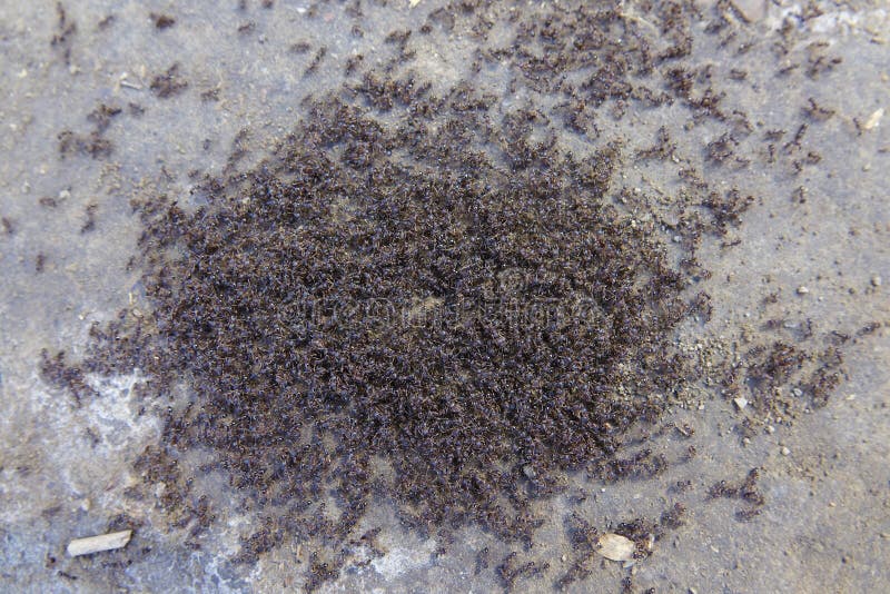 Ant war stock image. Image of insects, wildlife, fight - 146360495