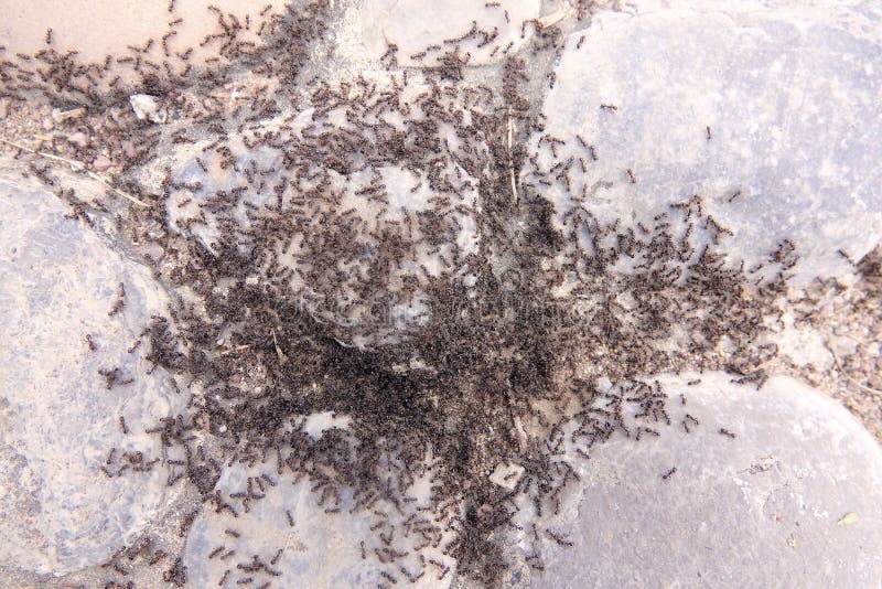 Ant war stock image. Image of wildlife, ants, wild, animal - 158017711