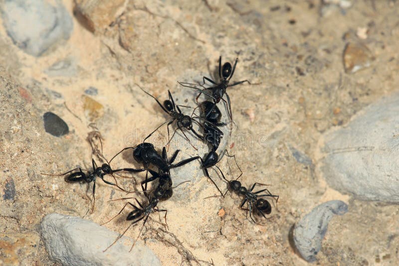 Ant war stock photo. Image of ants, fight, animal, wild - 42616708