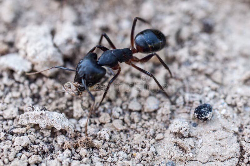 Ant Warrior Stock Photos - Download 593 Royalty Free Photos