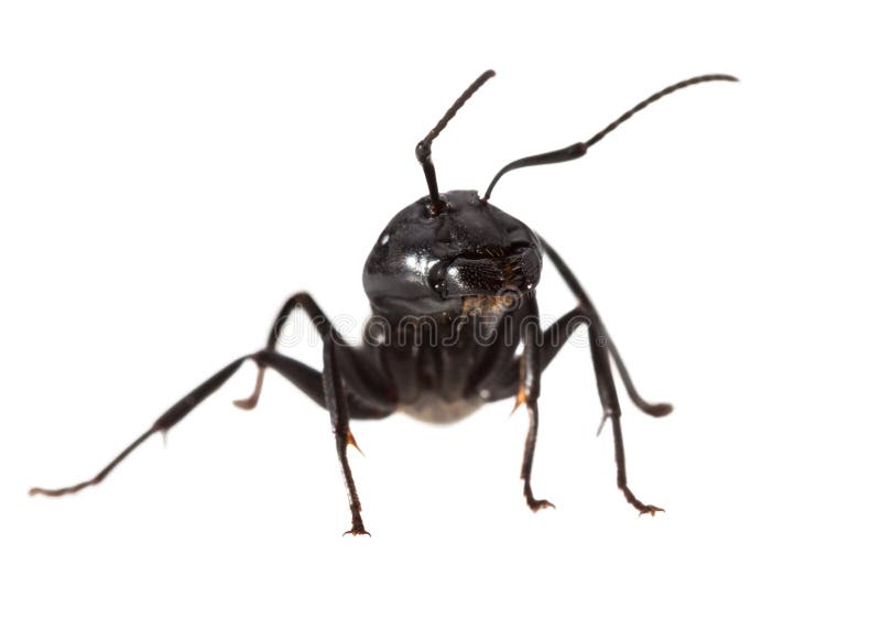 Ant warrior portrait stock photo. Image of entomology - 38827288