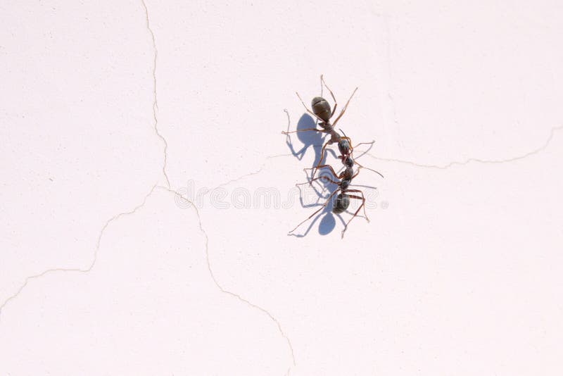 Ant wars stock image. Image of ants, fight, attack, life - 280550073